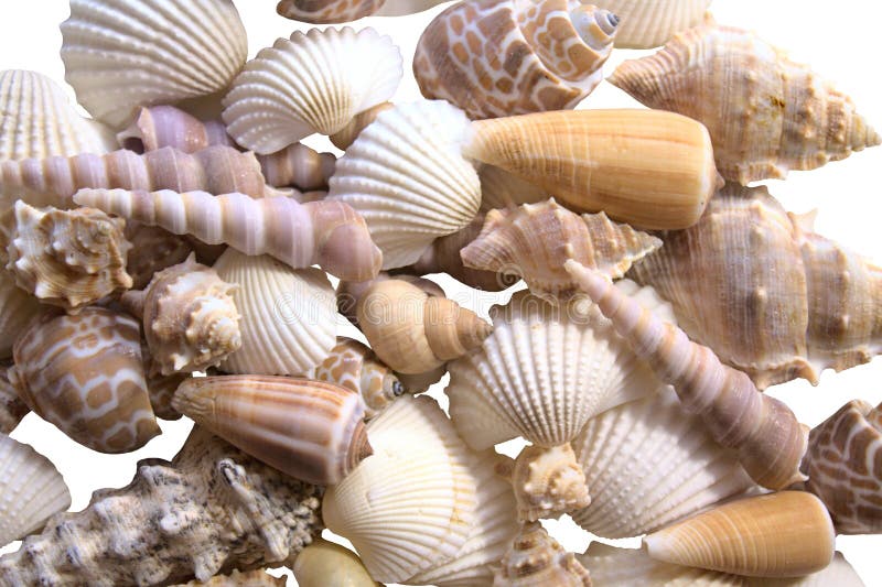 Many Different Shells on a White Background Stock Photo - Image of life ...