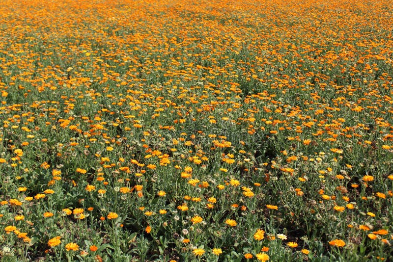 Marigold field stock image. Image of flower, flora, fields - 137916265