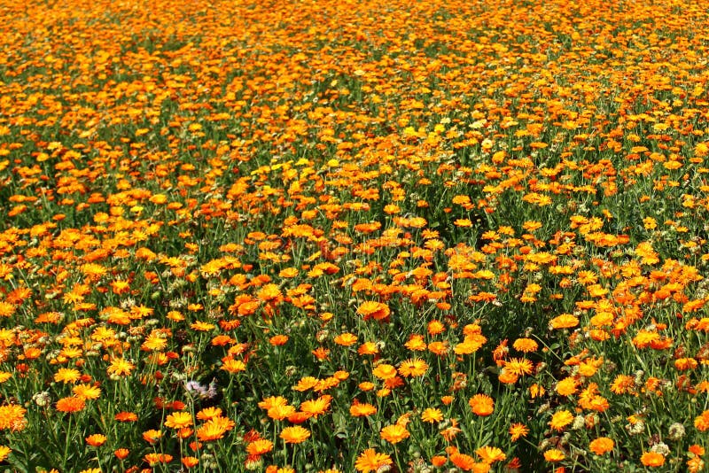 Marigold field stock image. Image of flower, medicine - 137916543