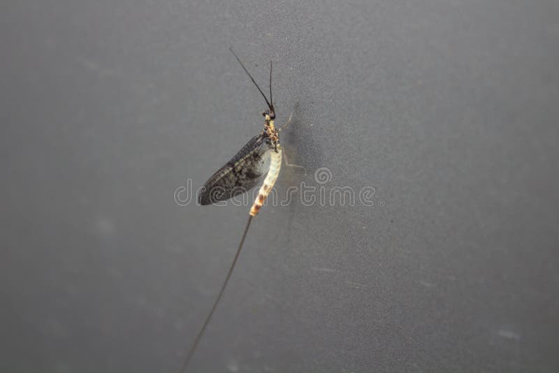 A mayfly on a wall stock image. Image of macro, flies - 191919133