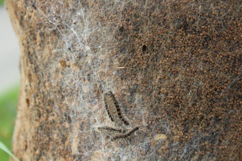 Oak Processionary Moth on a Tree Stock Photo - Image of processionea ...
