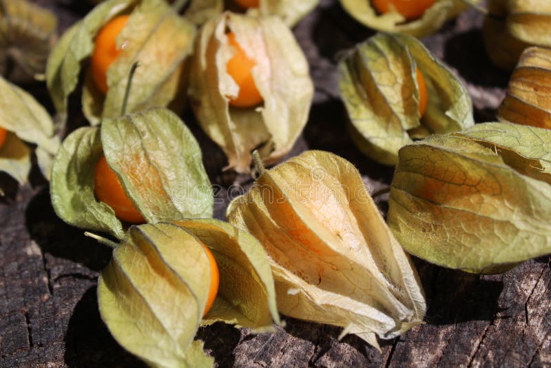 Physalis on an Old Tree Trunk Stock Photo - Image of fruit, berries ...