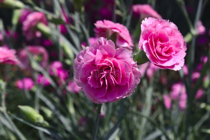 Pink Carnation in the Garden Stock Image - Image of nature, blossoms ...
