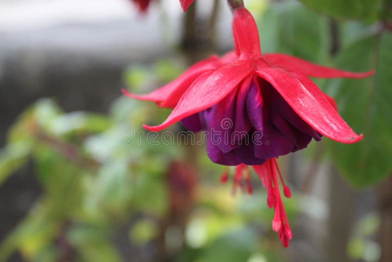 Pink fuchsia in the garden stock image. Image of nature - 152755955
