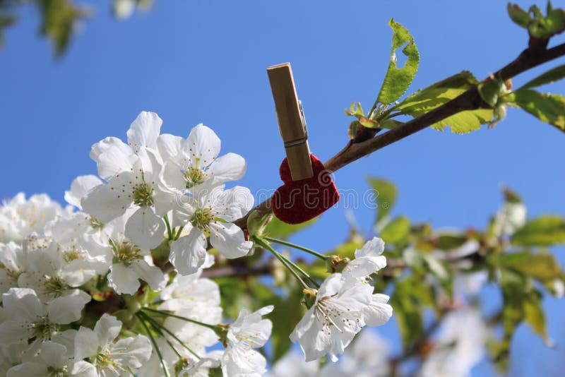 Red Heart in the Blooming Cherry Tree Stock Image - Image of cherries ...