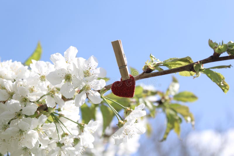 Red Heart in the Blooming Cherry Tree Stock Image - Image of branches ...