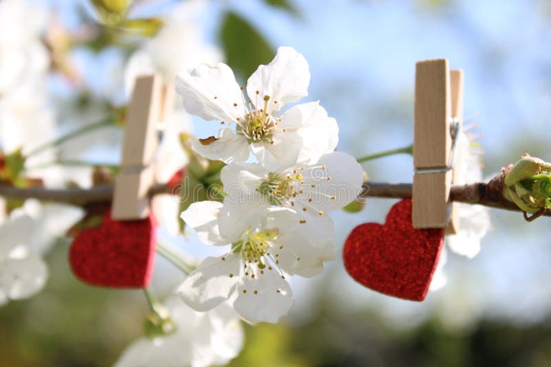 Red Hearts in the Blooming Cherry Tree Stock Photo - Image of emotions ...