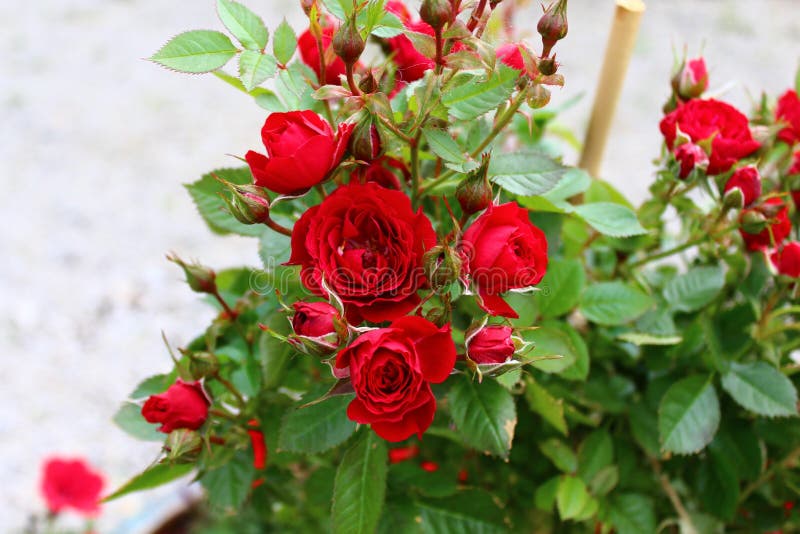 Red roses in the garden stock photo. Image of beautiful - 148371128