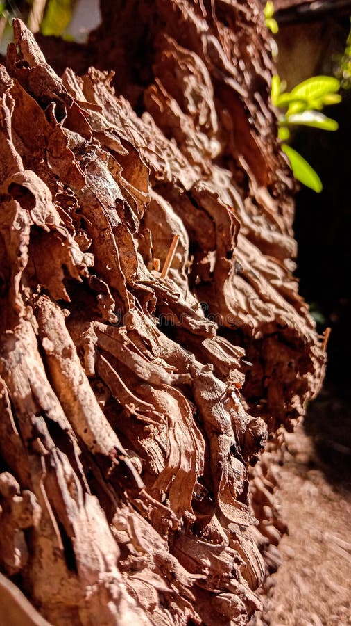 Image of coconut tree root stock image. Image of wood - 201029215