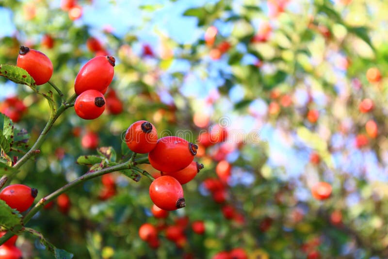 Rosehips stock image. Image of fruit, rosehip, teaplant - 138559807