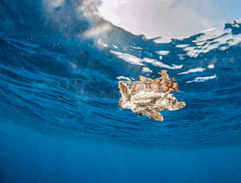 Sea Turtle Release on Las Canteras Stock Image - Image of aquarium ...