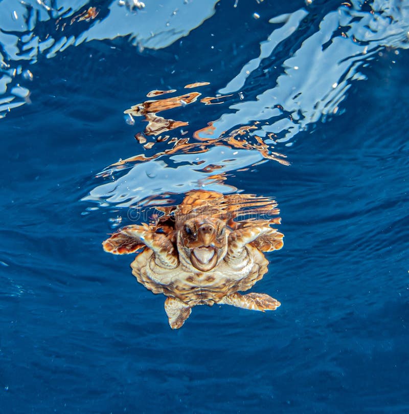 Sea Turtle Release at the Bahamas Stock Photo - Image of person ...