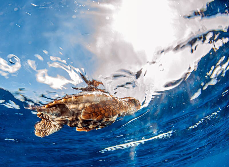 Sea Turtle Release at the Bahamas Stock Image - Image of sport, ocean ...