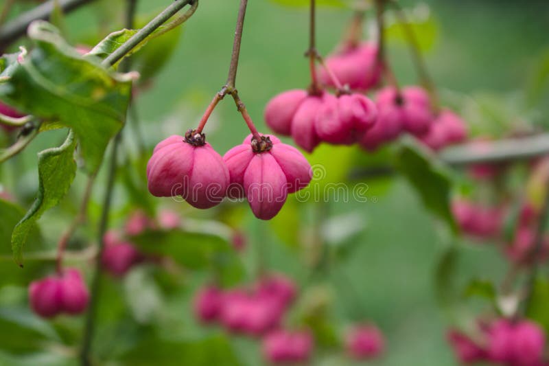 Spindle tree in the autumn stock photo. Image of tree - 163877194