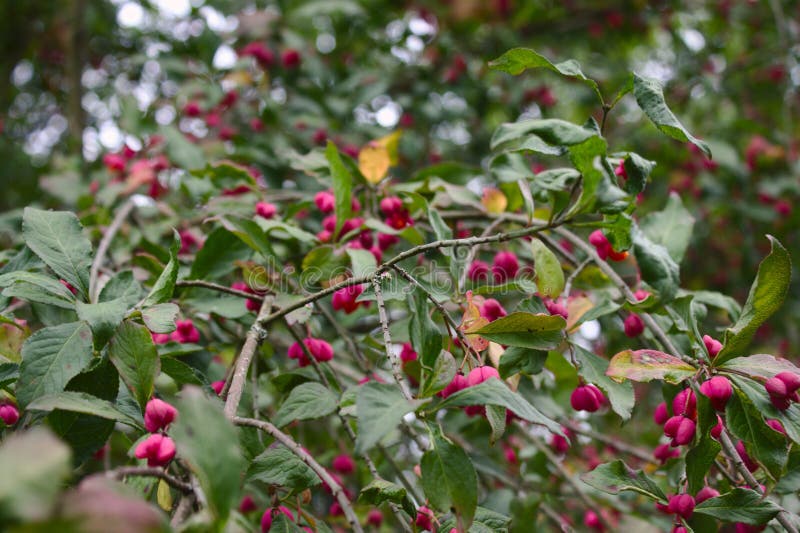 Spindle tree in the autumn stock photo. Image of euonymus - 159920792