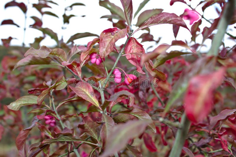 Spindle tree in the autumn stock photo. Image of tree - 163877194