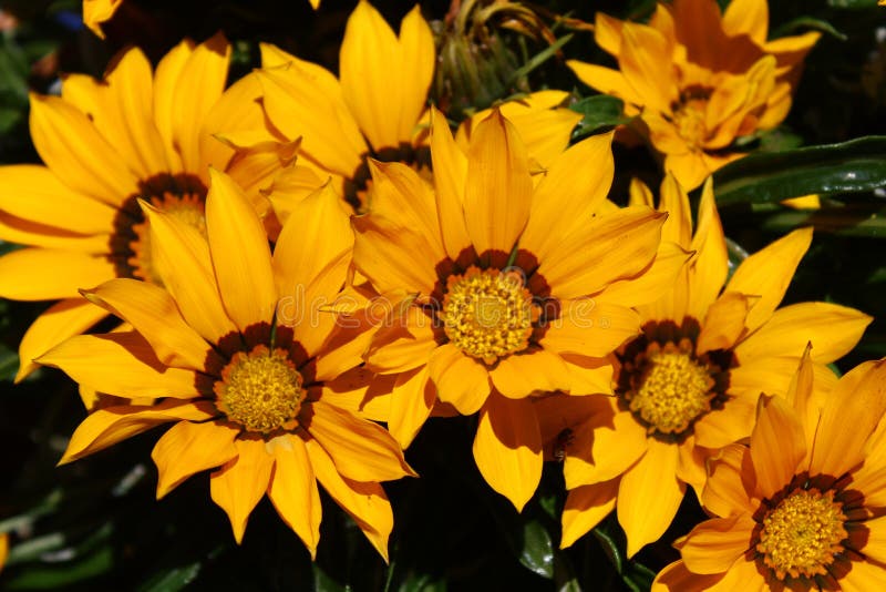 Treasure Flower in the Garden Stock Image - Image of plant, blossoms ...