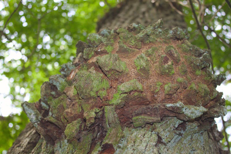 A tree with tree cancer stock image. Image of trees - 156835335