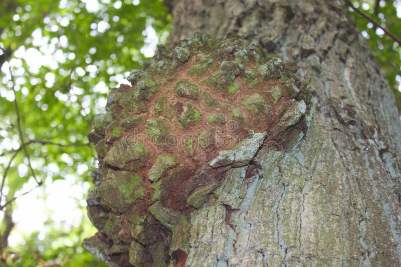 A tree with tree cancer stock photo. Image of forest - 156835906