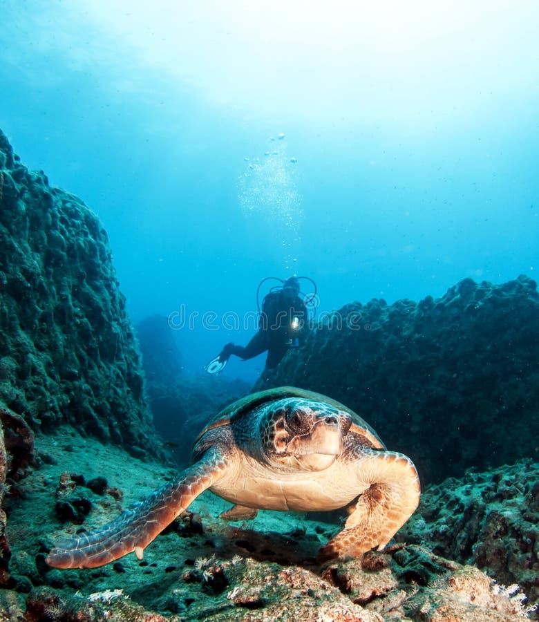Turtle at Kas, Turkey stock photo. Image of person, diving - 227661548