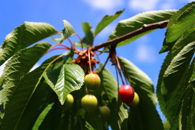 Unripe Cherries on a Cherry Tree Stock Image - Image of romantic ...