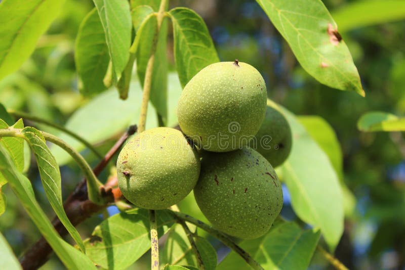 Walnuts on a Tree in the Garden Stock Photo - Image of branch, walnuts ...