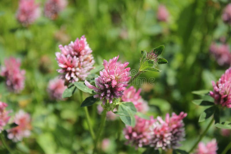 Wild clover in the meadow stock photo. Image of flower - 176532202