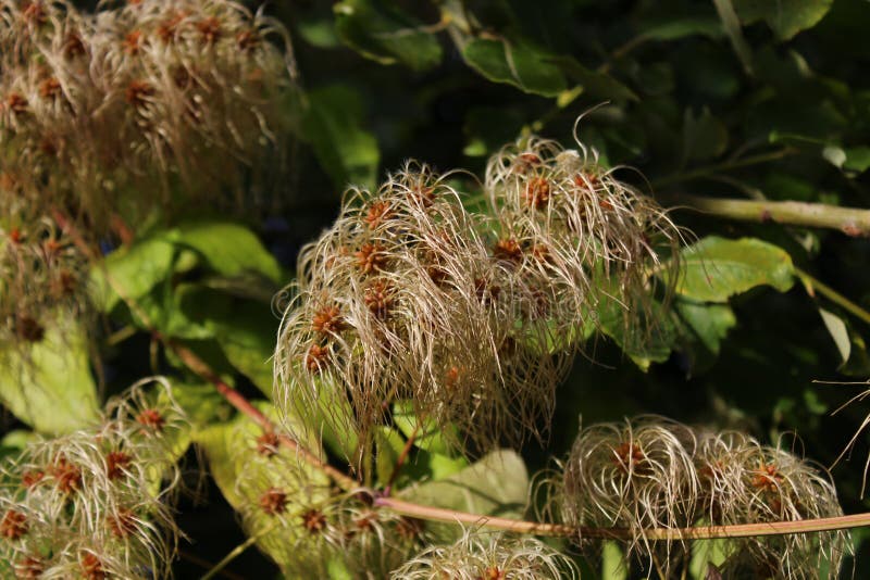 Wild grape stock photo. Image of wild, vinifera, vitis - 138556022