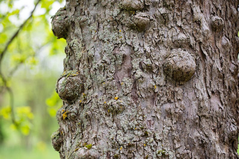 Sick tree cortex stock image. Image of cortex, cracked - 211324225