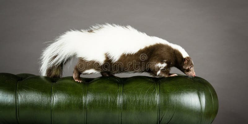 Skunk standing up stock image. Image of front, clifford - 45954103
