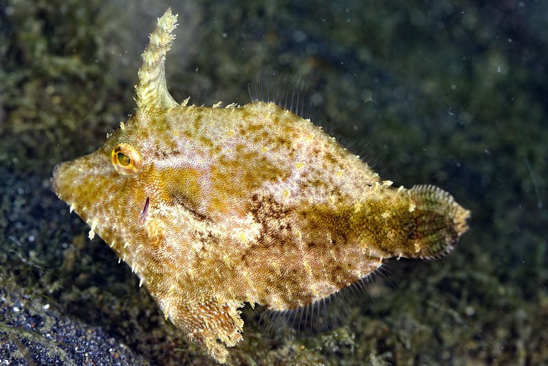 A Picture of a Slender Filefish Stock Image - Image of coral, animal ...