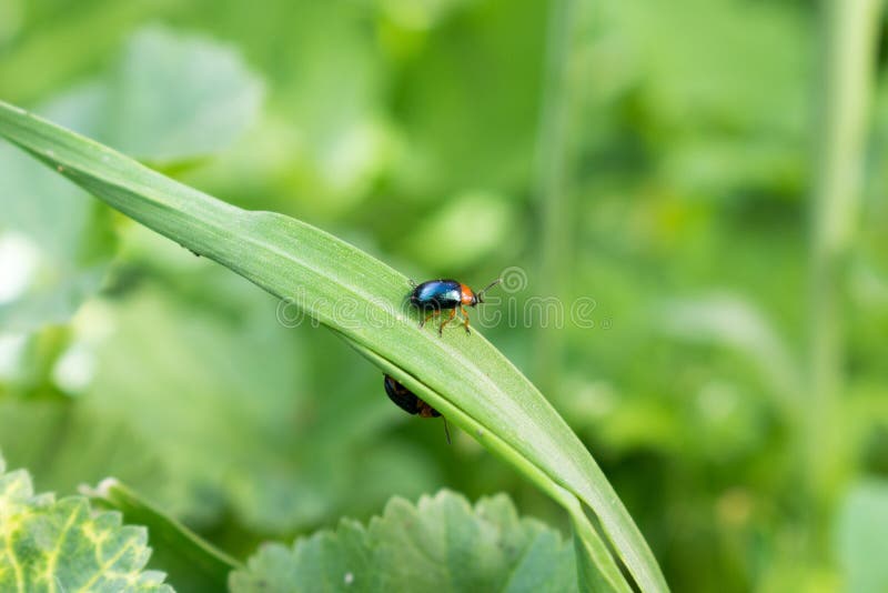 A small beetle. stock image. Image of closeup, leaf - 118734161