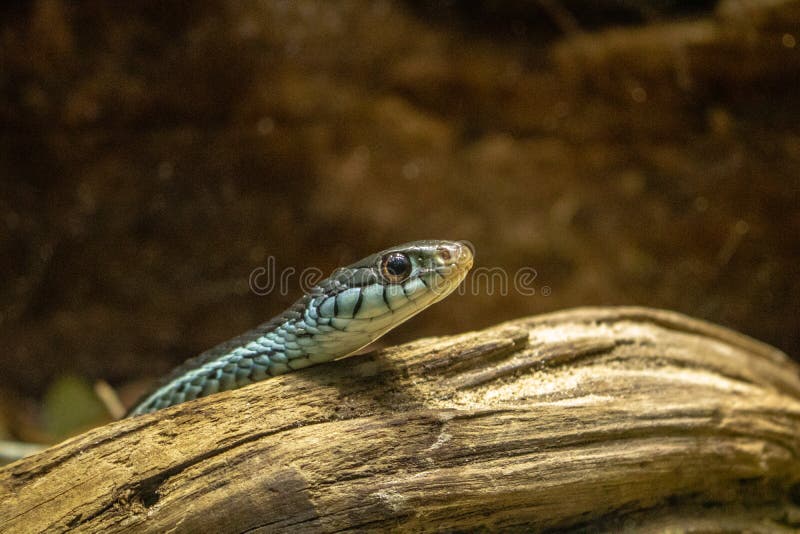 Small blue and black snake stock photo. Image of animal - 120447070