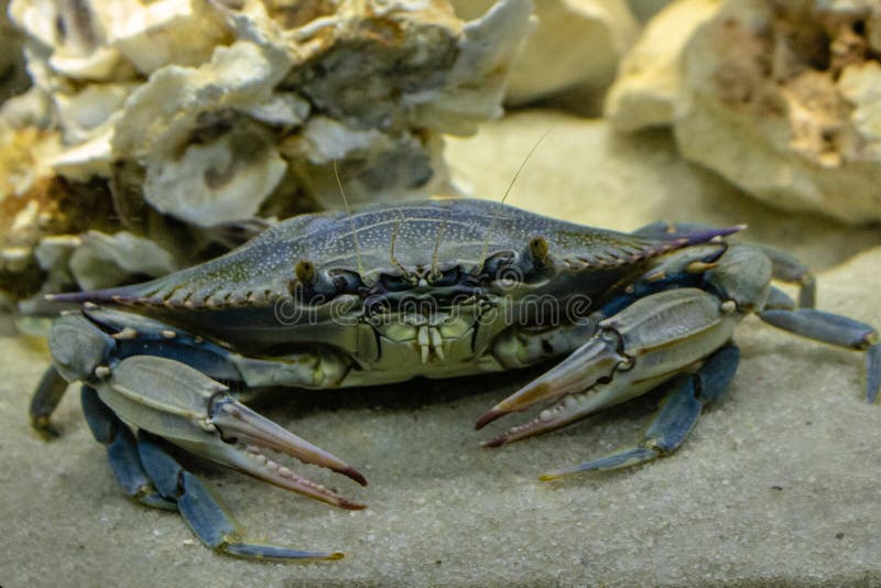 Blue Crab Stock Photos - Download 14,121 Royalty Free Photos