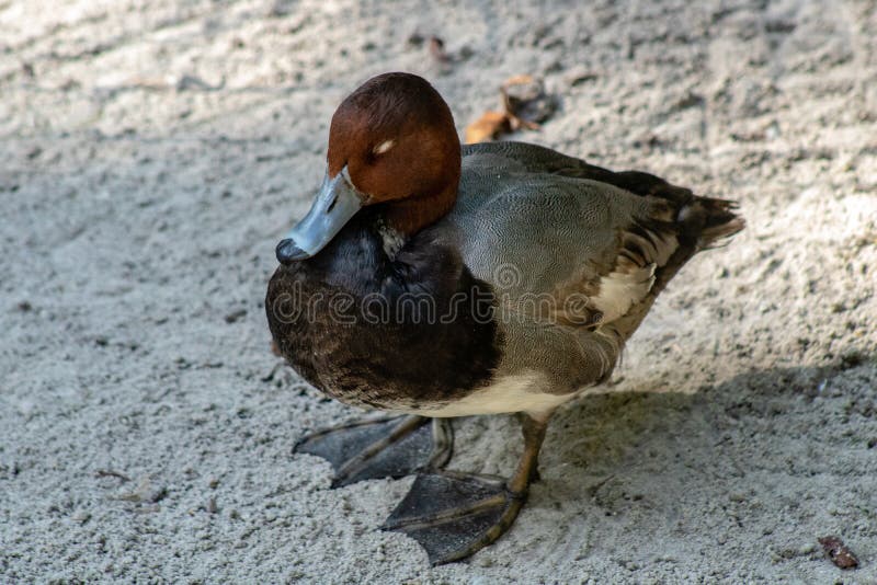 Small duck stock photo. Image of wildlife, brown, outdoors - 128025362