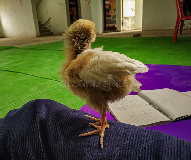 The Picture of Small Chicken Baby. Stock Photo - Image of alive, small ...