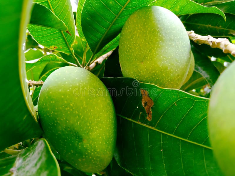Small mango tree stock photo. Image of leafy, grow, mango - 35127046