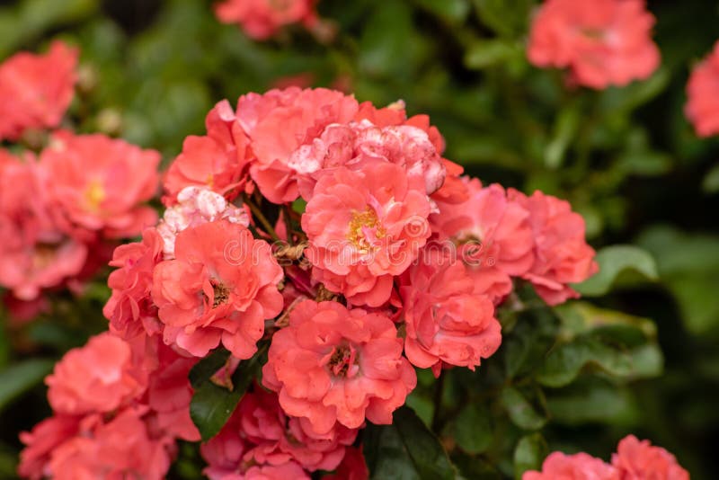 Pink roses stock photo. Image of petal, blooming, nature - 128021688