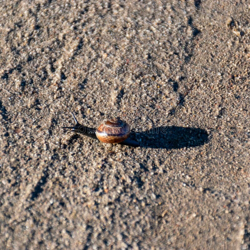 A Small Snail on the Background of the Earth, a Beautiful Shadow Stock ...