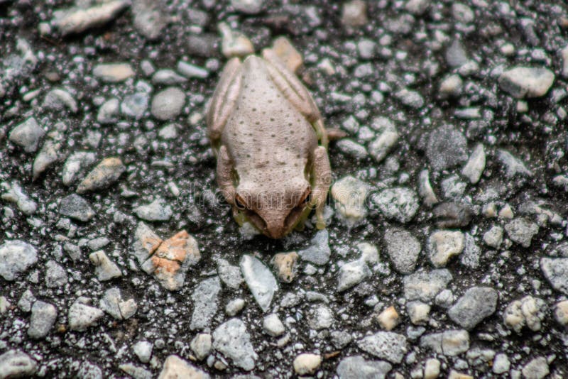 Small toad stock photo. Image of frog, outdoors, toad - 128082512