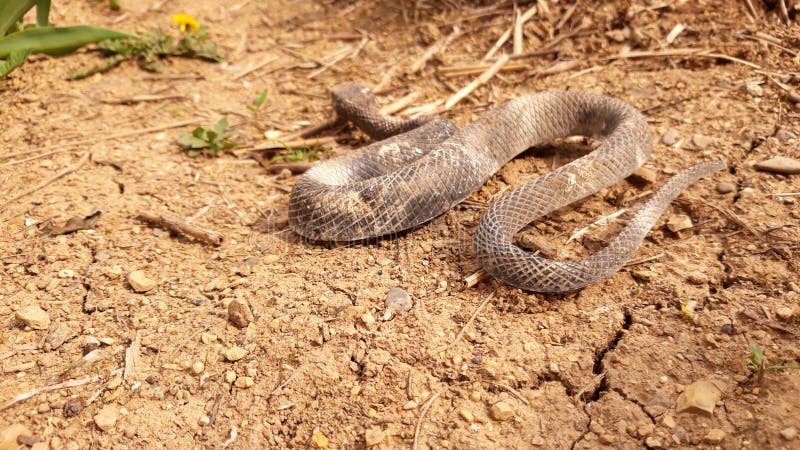 Snake on the dry soil stock photo. Image of rubber, soil - 114224902