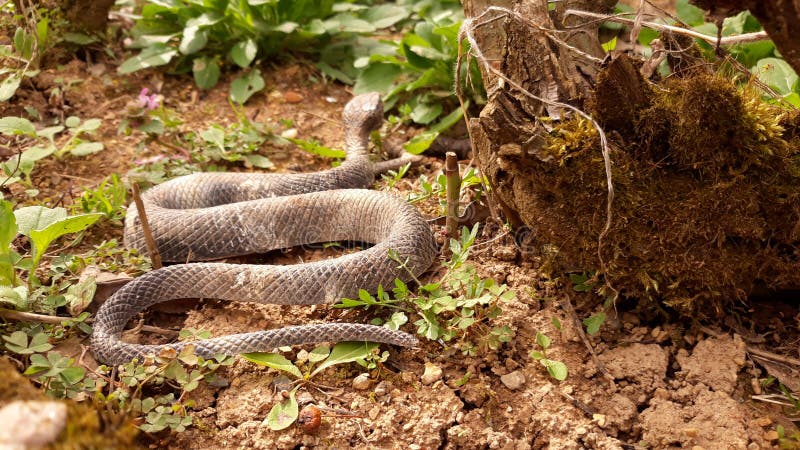 Snake on the dry soil stock photo. Image of rubber, soil - 114224902
