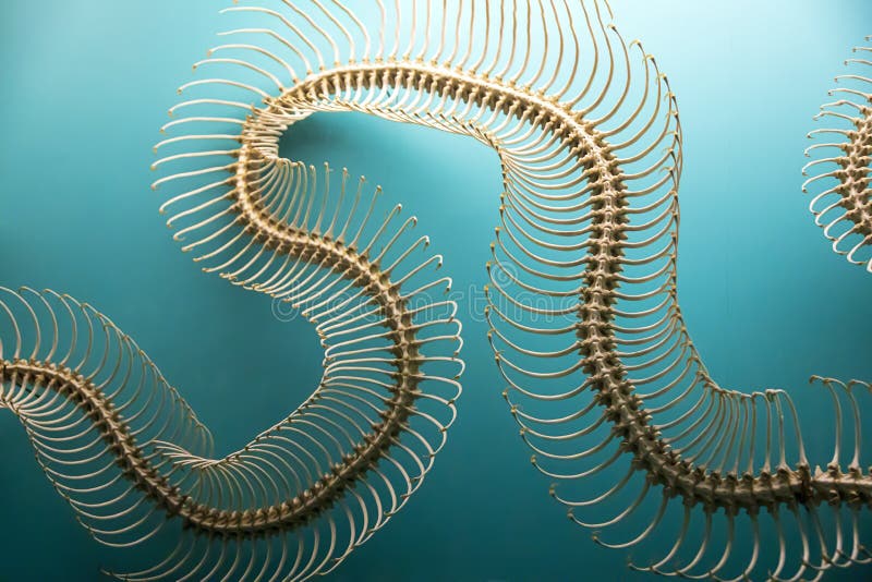 Snake Skeleton stock photo. Image of reptiles, close - 23035696