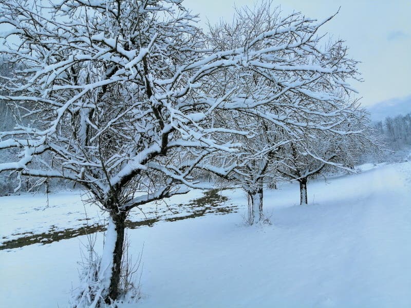 Snow day in winter stock image. Image of tree, winter - 208664535