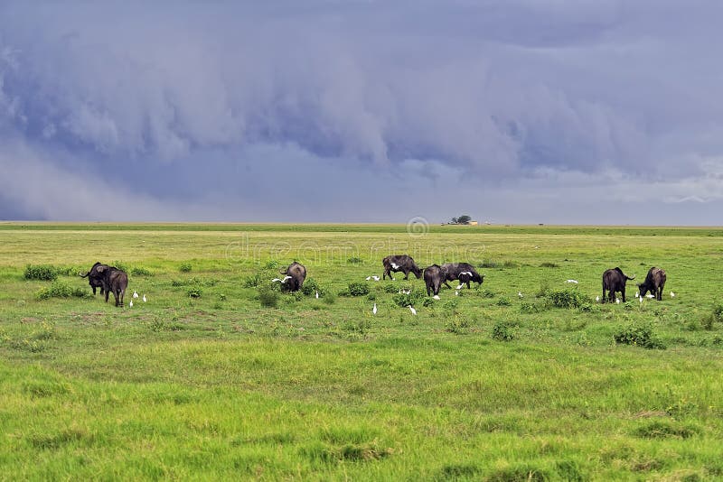 A Picture of Some Buffaloes Stock Image - Image of mane, horizontal ...