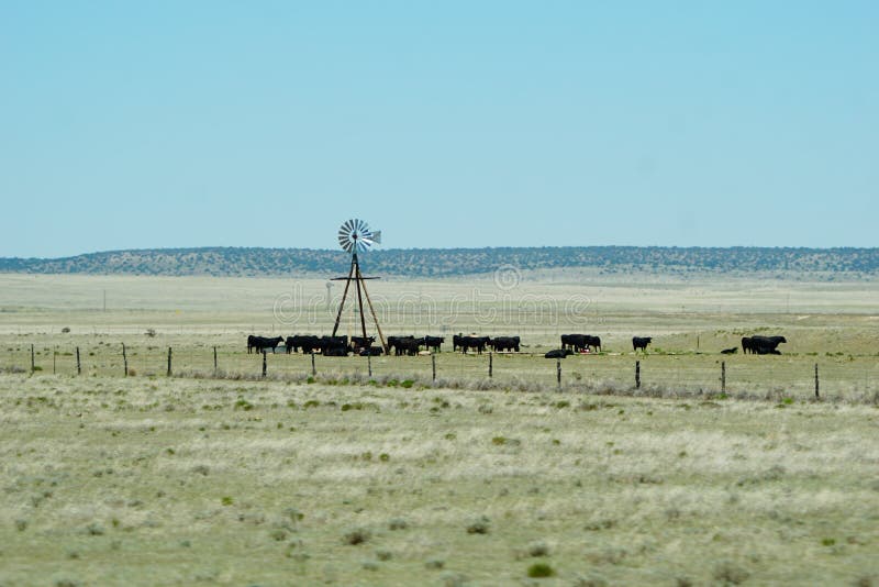 Cattle at the windmill stock photo. Image of ranch, open - 99403888