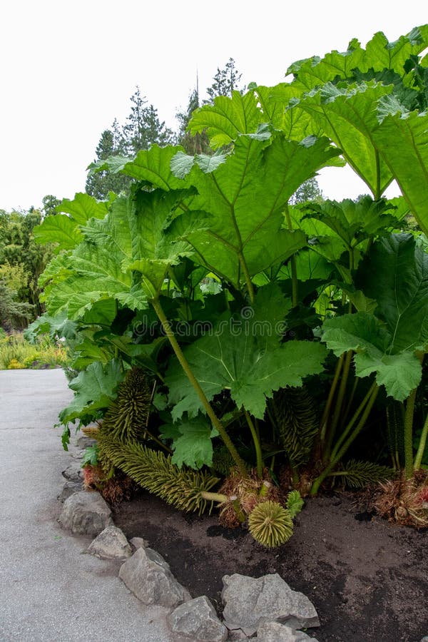 A Picture of Some Gunnera Plants. Stock Photo - Image of shrub ...