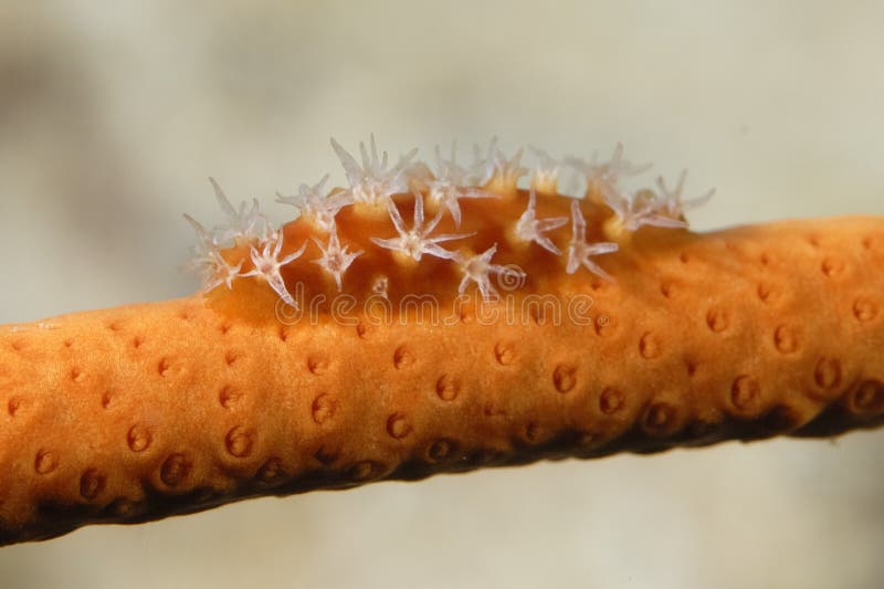 A Picture of a Spindle Cowry Stock Image - Image of marine, diving ...