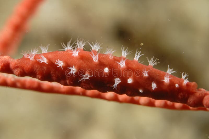 A Picture of a Spindle Cowry Stock Image - Image of rose, beautiful ...