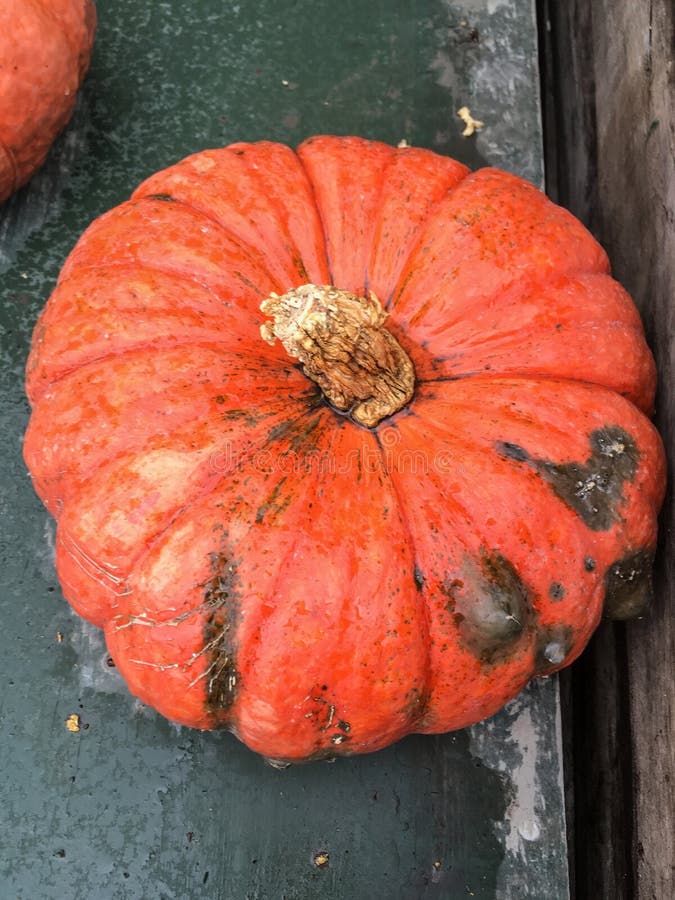 Spotted Red Ornamental Gourd/Pumpkin Stock Photo - Image of drawing ...